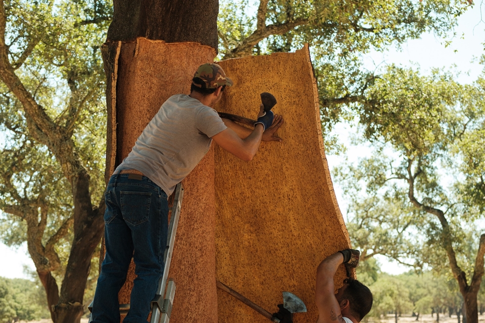 [Interview] “Everything About Wine Corks” Inside Amorim Cork, the World ...
