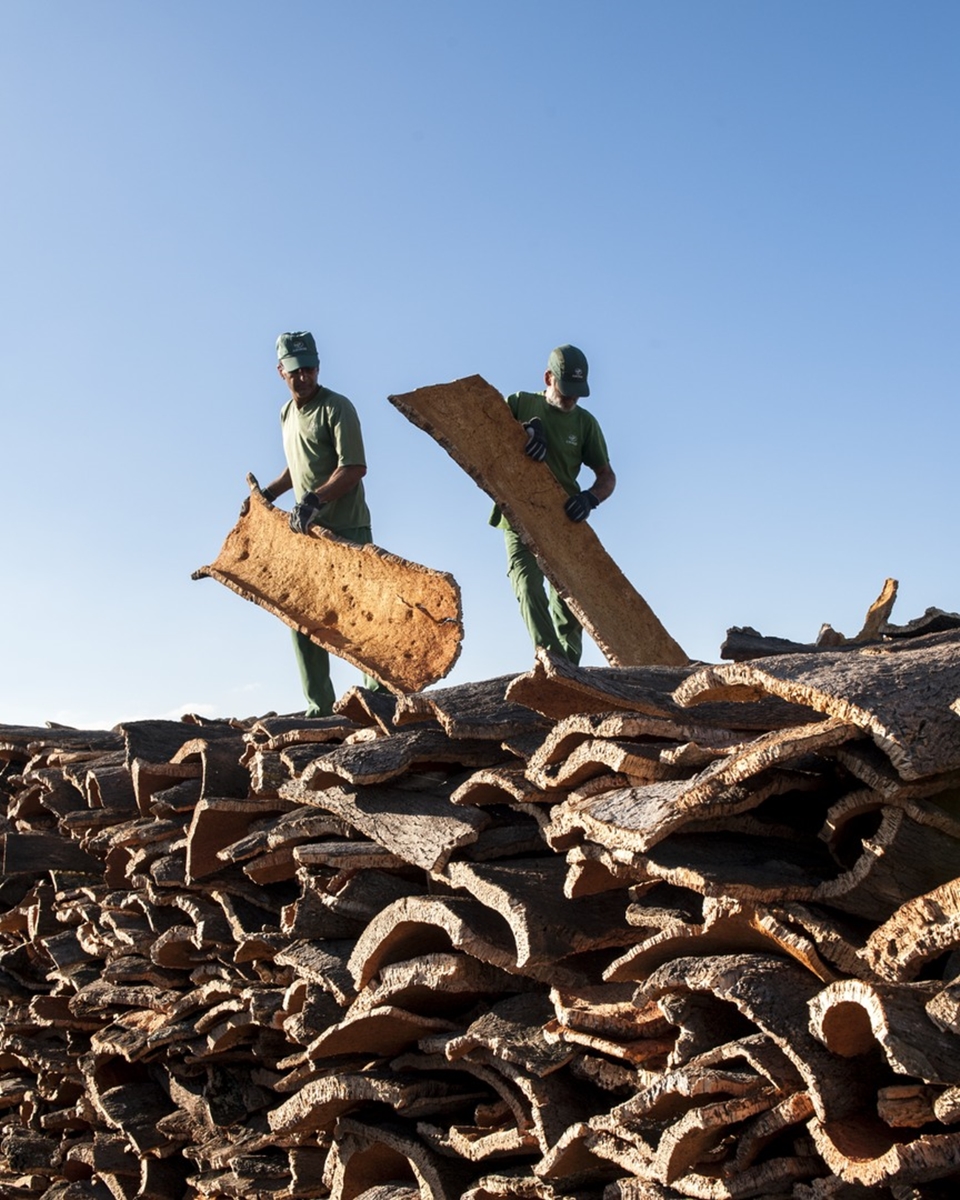 [Interview] “Everything About Wine Corks” Inside Amorim Cork, the World ...